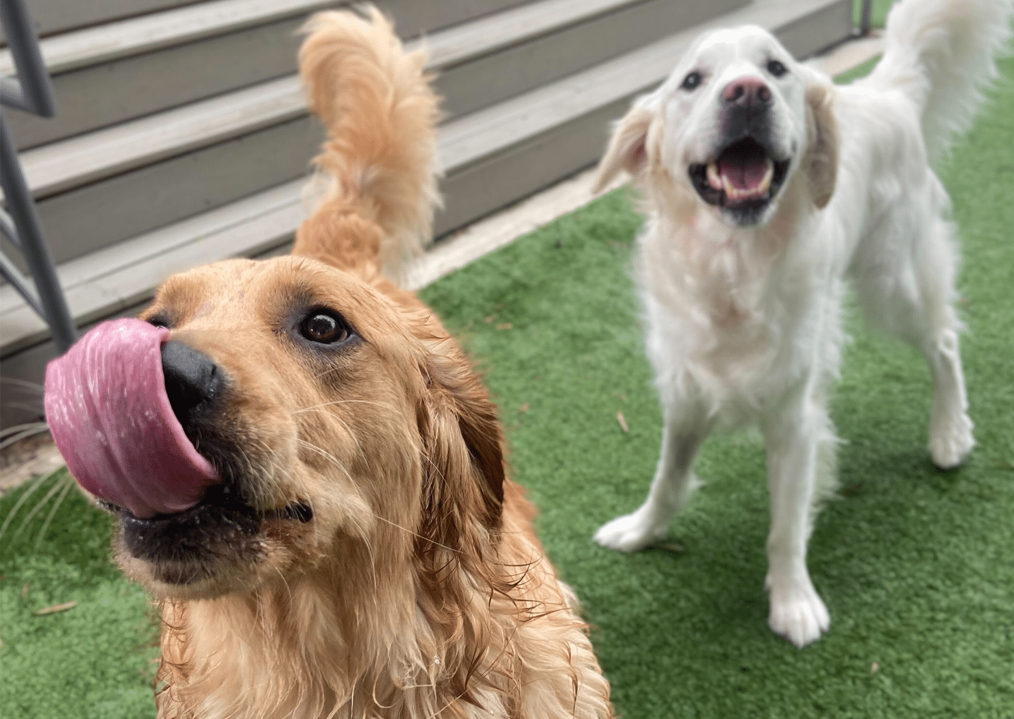 Off Leash Dog Bar & Park in Denver - Skiptown