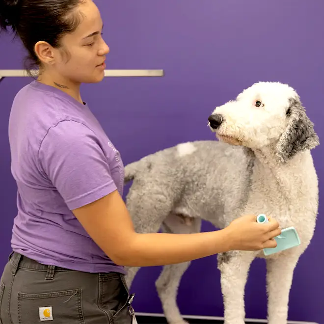 Denver Dog Groomers - Skiptown
